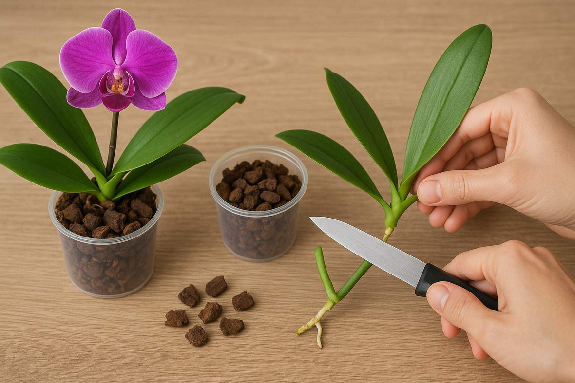 Orchideen Vermehren Blutenstangel