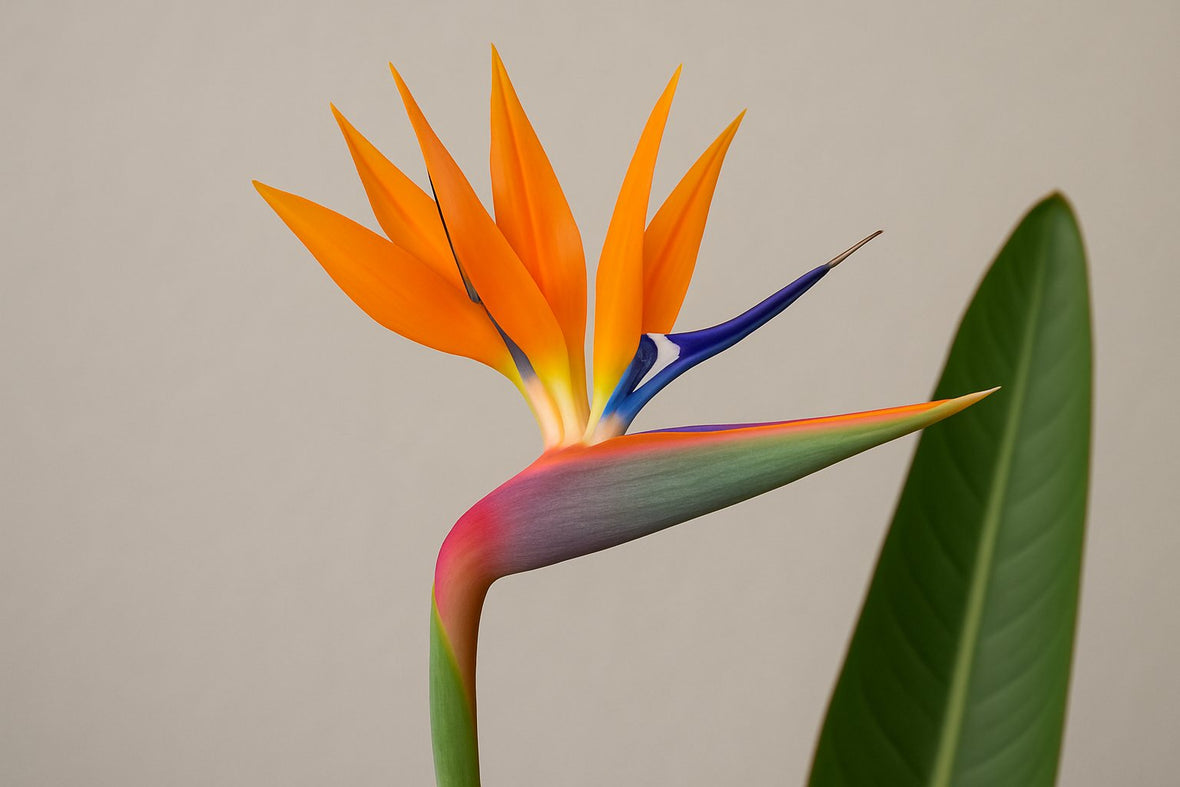 Strelitzie Blüte: Tipps für deine Paradiesvogelblume - Florage | Florage.de