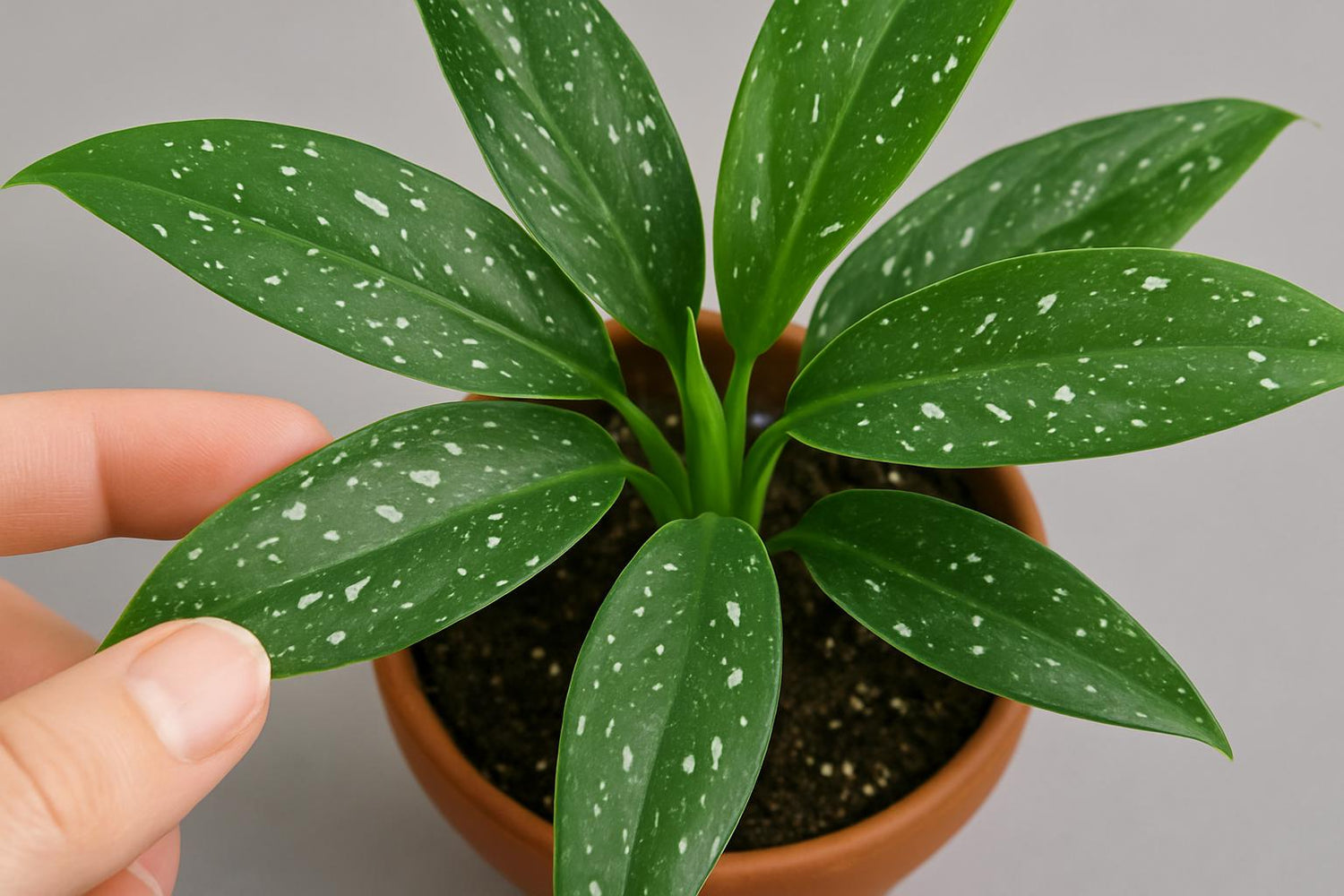 Weiße Punkte auf Pflanzen: Ursachen und Lösungen – Florage.de