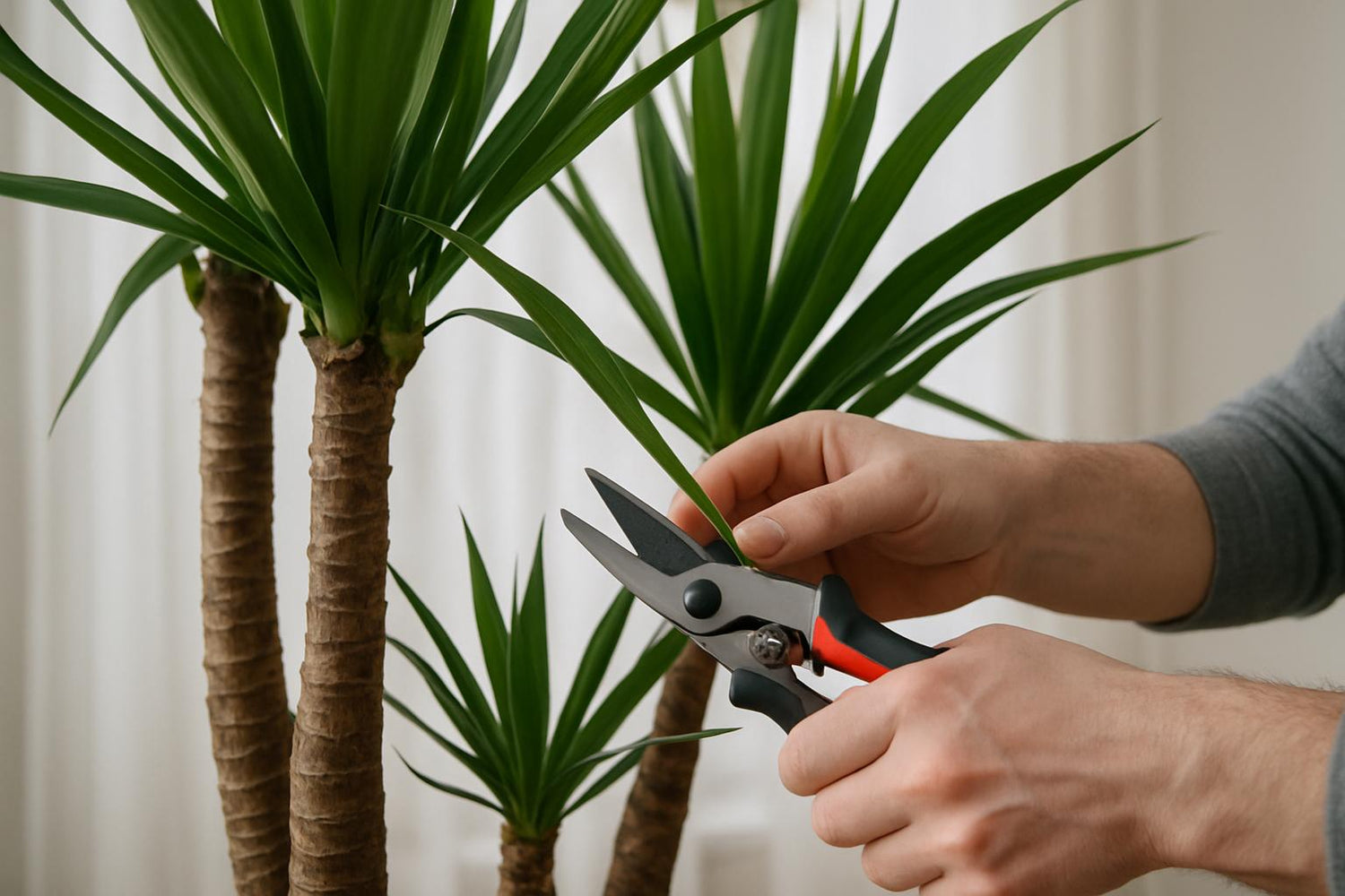 Yucca-Palme kürzen: So schneidest du sie - Florage – Florage.de