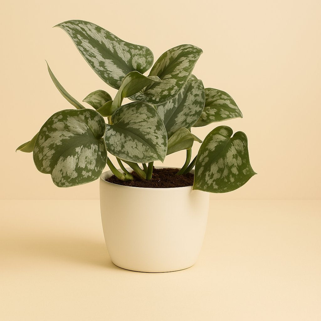 Philodendron Scandens: Deine pflegeleichte Zimmerpflanze – Florage.de