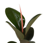Ficus Elastica Robusta kaufen – der robuste Klassiker in 4 Größen ...