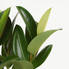 Ficus Elastica Robusta kaufen – der robuste Klassiker in 4 Größen ...